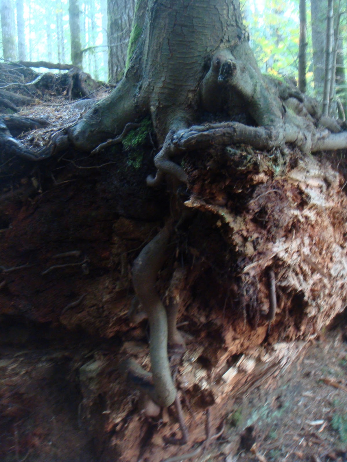 THE ROAD TAKEN : To Shoen (which means "beautiful" in German and oh my ...