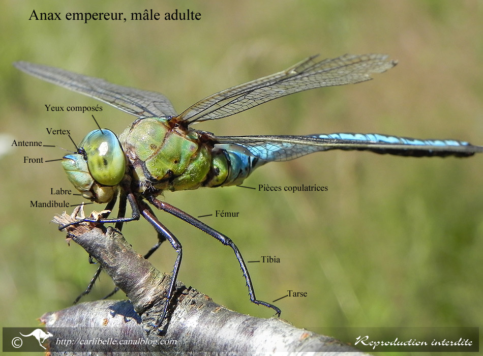 Libellules de France et dAilleurs - DRAGONFLY WORLD: ID. ANISOPTERA