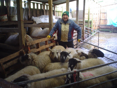 Life at Cote Bank Farm: Scanning our pregnant sheep