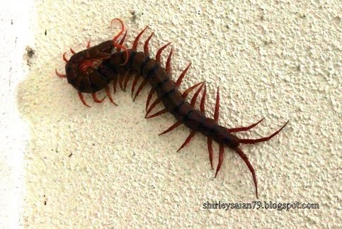 Welcome To Shirley'S Page...: Lipan..!