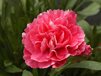 ENGLISH-Altza S.J.C.