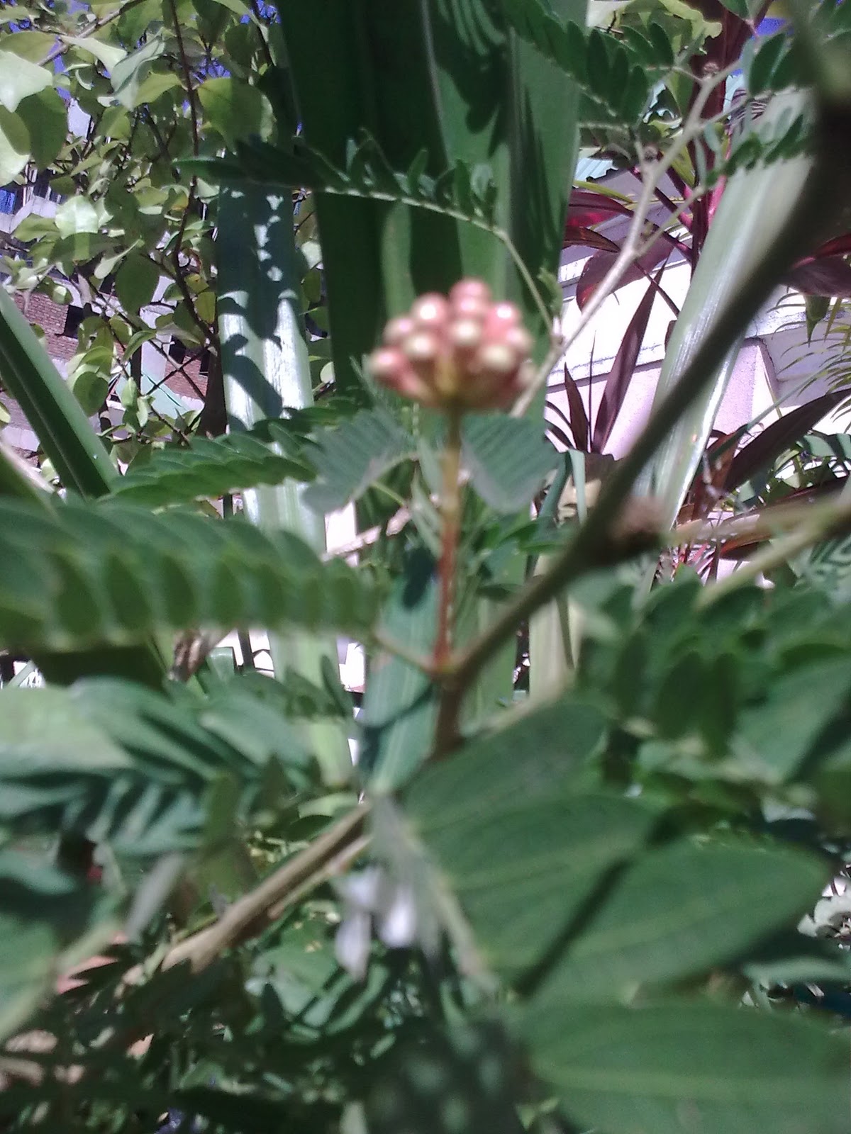 Garden Care Simplified: Stages of Flowering in Fire Ball Flower with ...