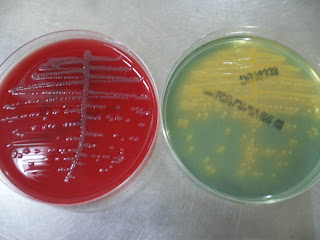 BloodBank.MedMic.Haematology: SIP