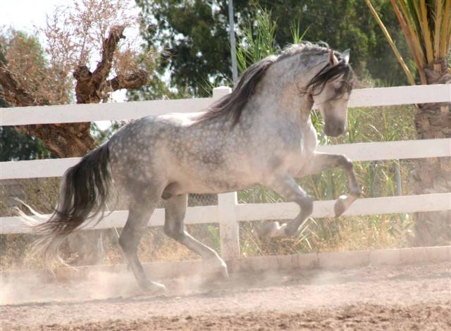 Puras Razas: Caballo Pura Raza Española