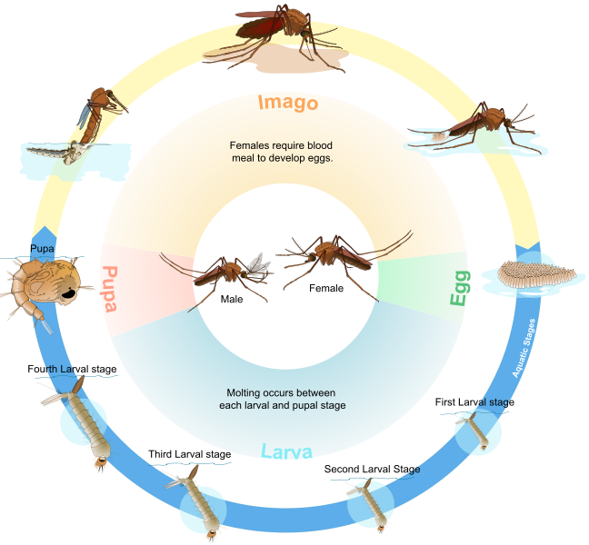 Infection Landscapes: Lymphatic Filariasis