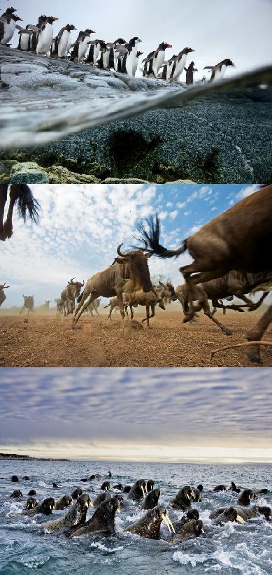 Nice Things to Ponder: The Great Migrations: NATGEO Special