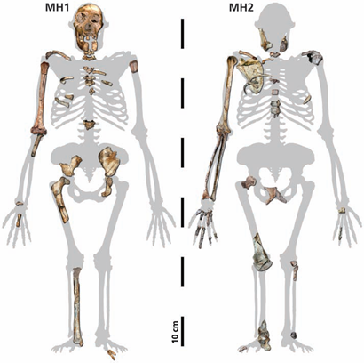 SABIDURÍAS DE LAS CULTURAS ANTIGUAS: Paleoantropología ...