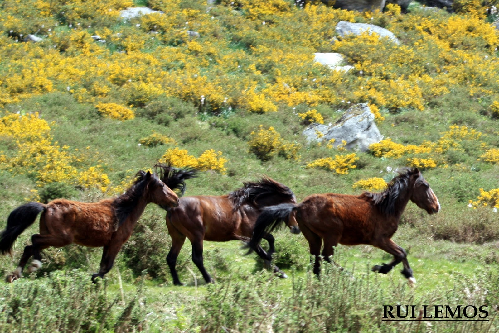 FAUNA E FLORA DO MINHO: Garrano (cavalo selvagem da serra de Arga)