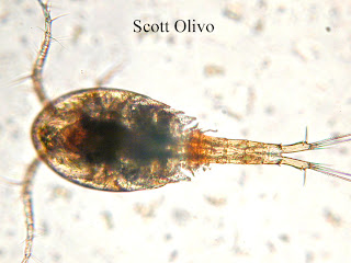 Project PondWater: Cyclops pictures