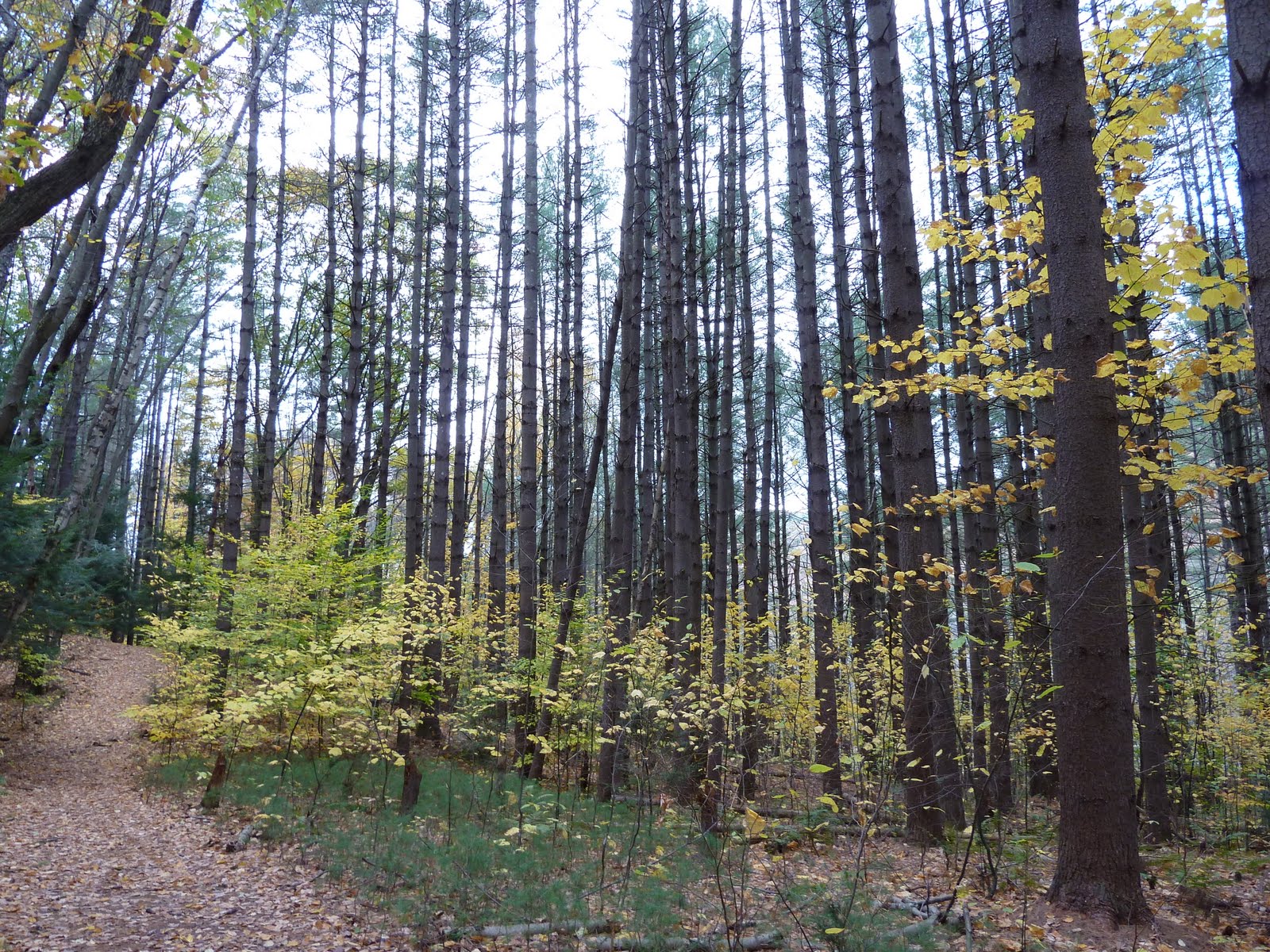 Pine Cone Johnny: Trees of Peace: Mohawk Trail State Forest
