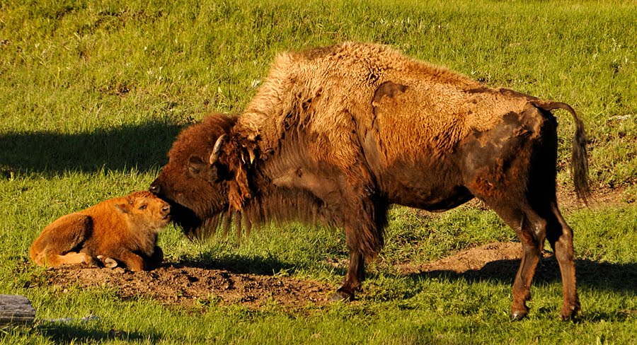 Dakotagraph: More buffalo