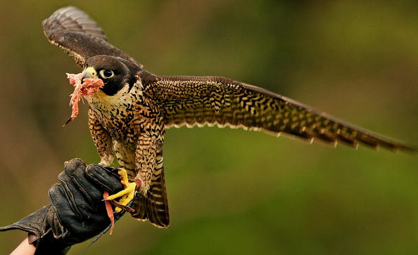 This and That and More of the Same: World's Fastest Bird