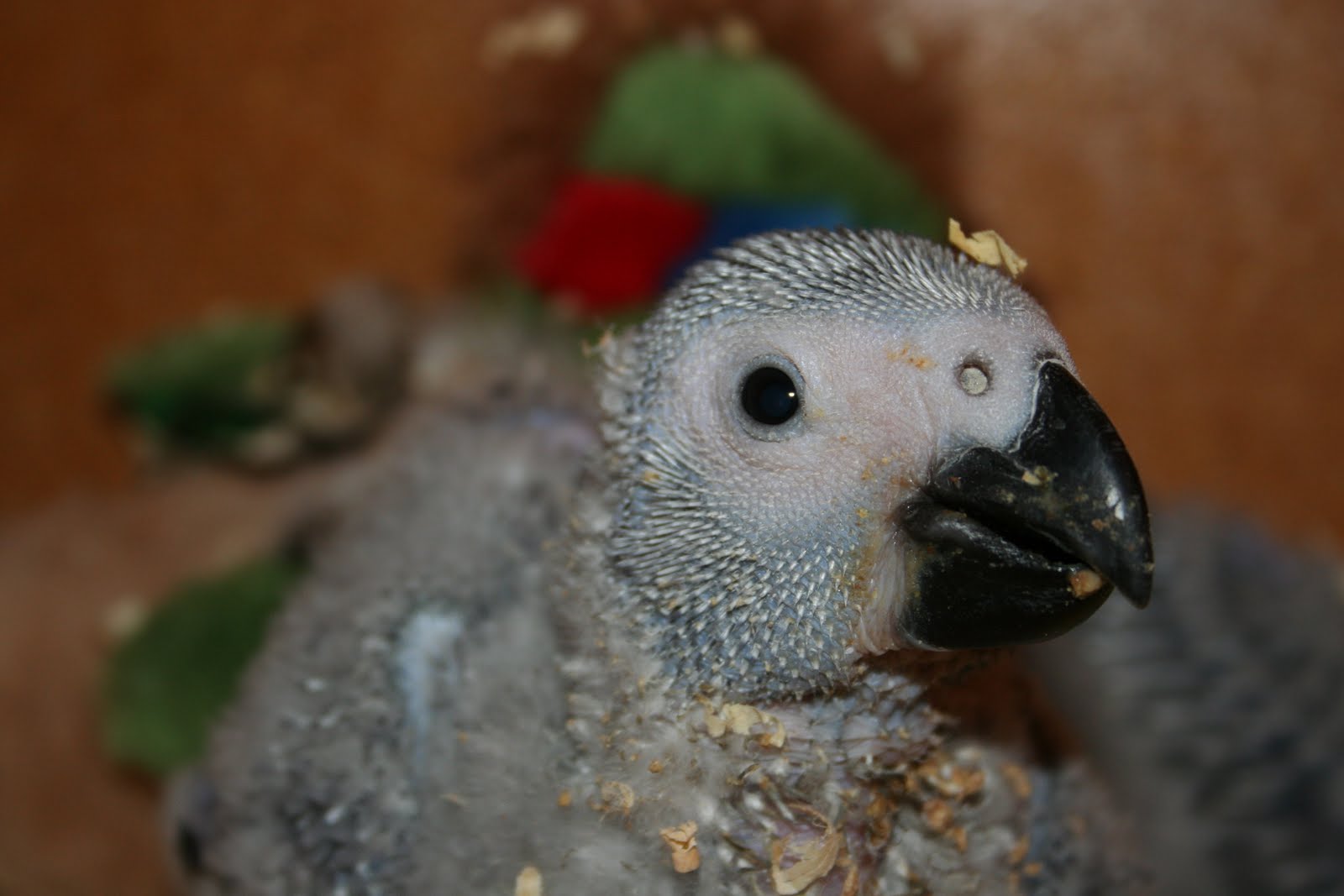 Yolandé Pienaar: African Grey Parrot Babies Develop Feathers