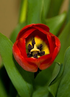 Amazing Natural Pictures,Seeneries,Wallpapers, Sceneries,Photos,Animals ...