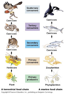 Ms. Walters: We're all connected: food chains