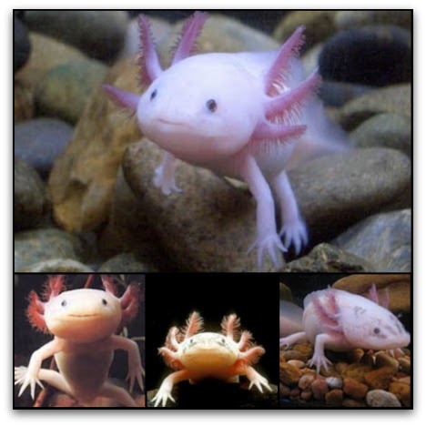 Rare Resources: AXOLOTL - MEXICAN WALKING FISH