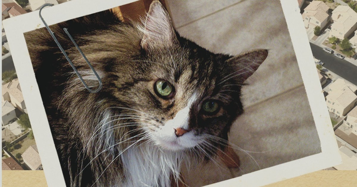 Cat and DOG Chat With Caren: Book Revew: "Housecat CONFIDENTIAL" A ...