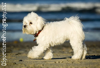 Maltese hair | Chaz Hound - Dog Forums