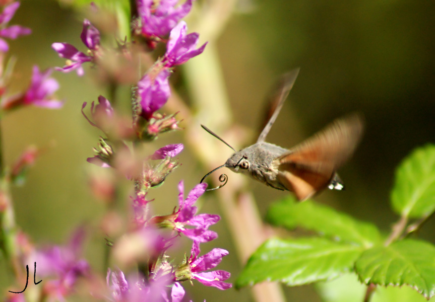 Imágenes de nuestra fauna: Esfinge colibrí (Macroglossum stellatarum)