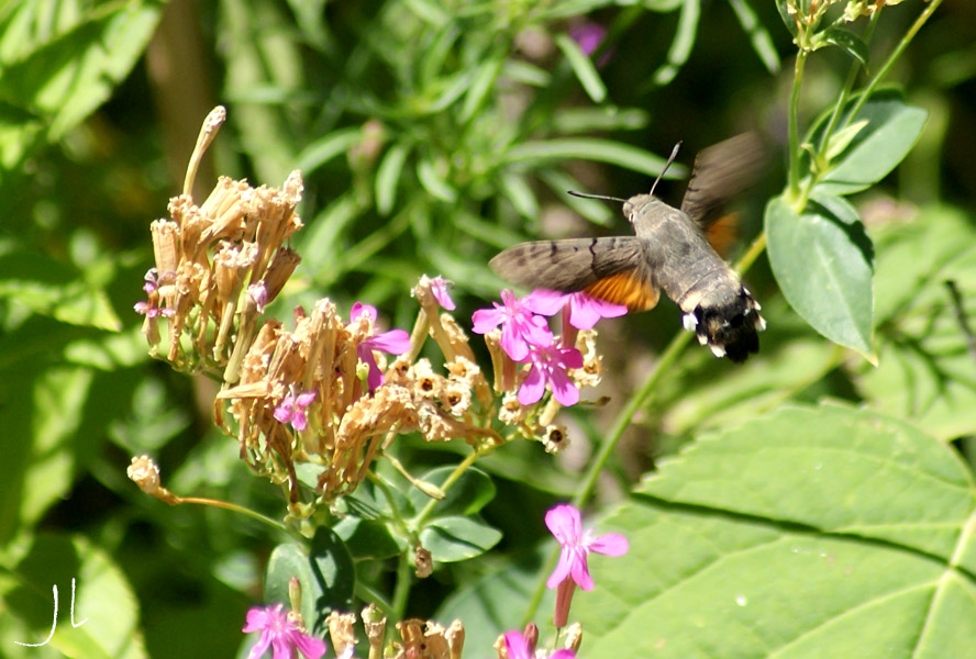 Imágenes de nuestra fauna: Esfinge colibrí (Macroglossum stellatarum)