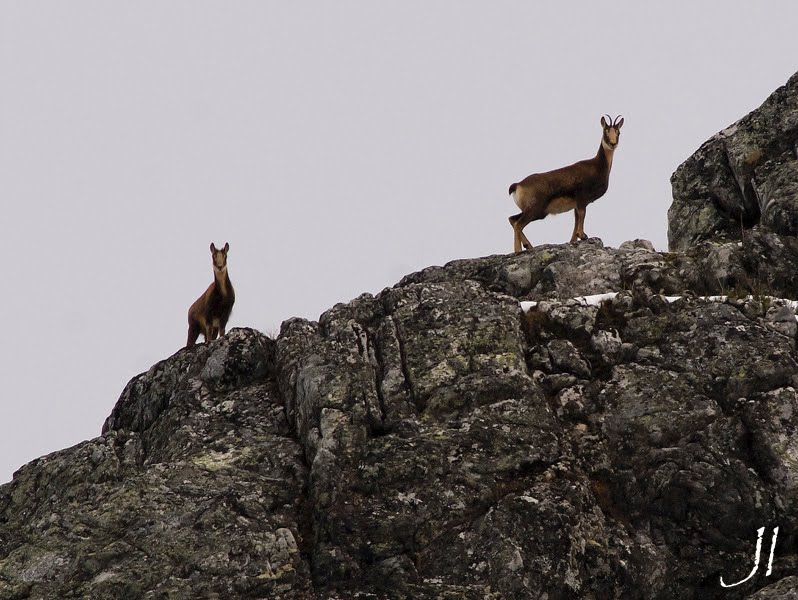 Imágenes de nuestra fauna: Rebeco cantábrico (Rupicapra rupicapra)