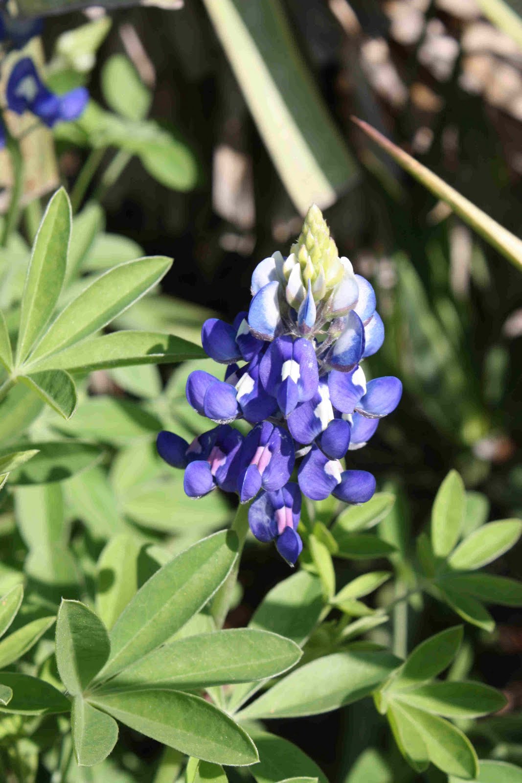 Musings from the Texas Hill Country: Texas Bluebonnets