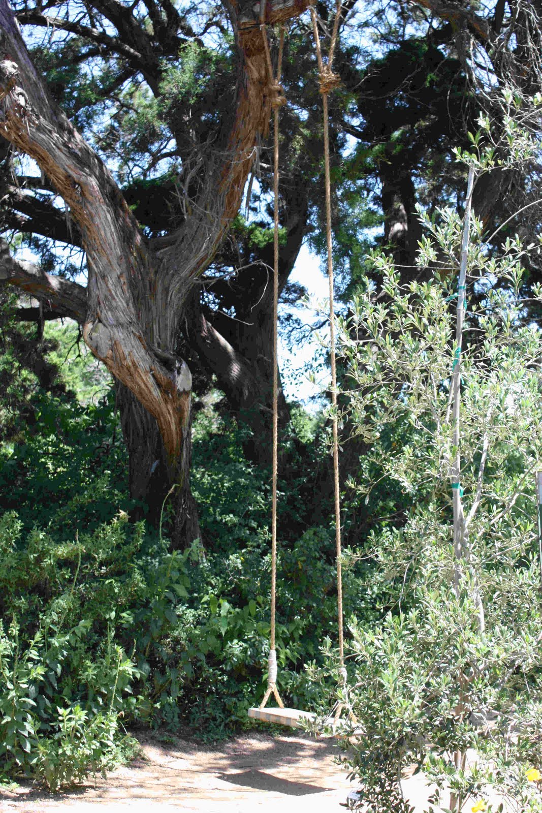 Musings from the Texas Hill Country: The Natural Gardener