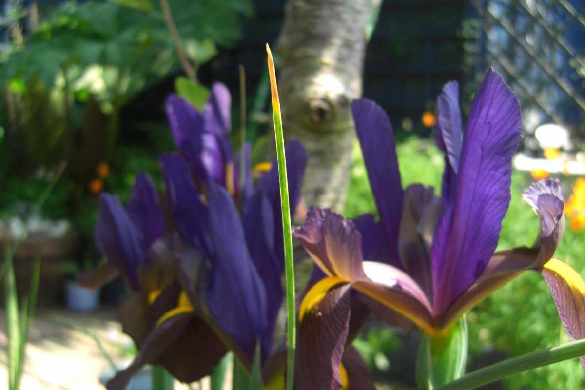 Soggibottom: Where to site a bee box with a link to free plans and ...