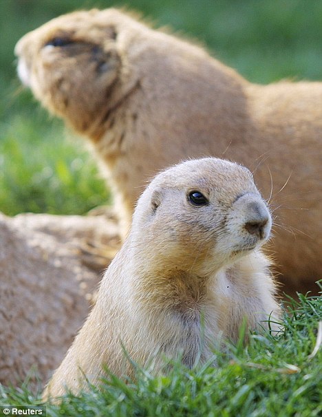 The Vatic Project: Prairie Dogs Have a Language All Their Own & Can ...