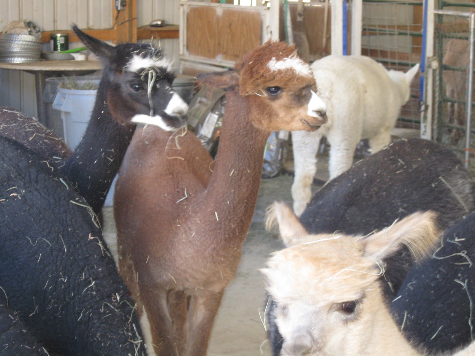 One Little Farm...striving to make a difference: Felting alpaca fleece ...