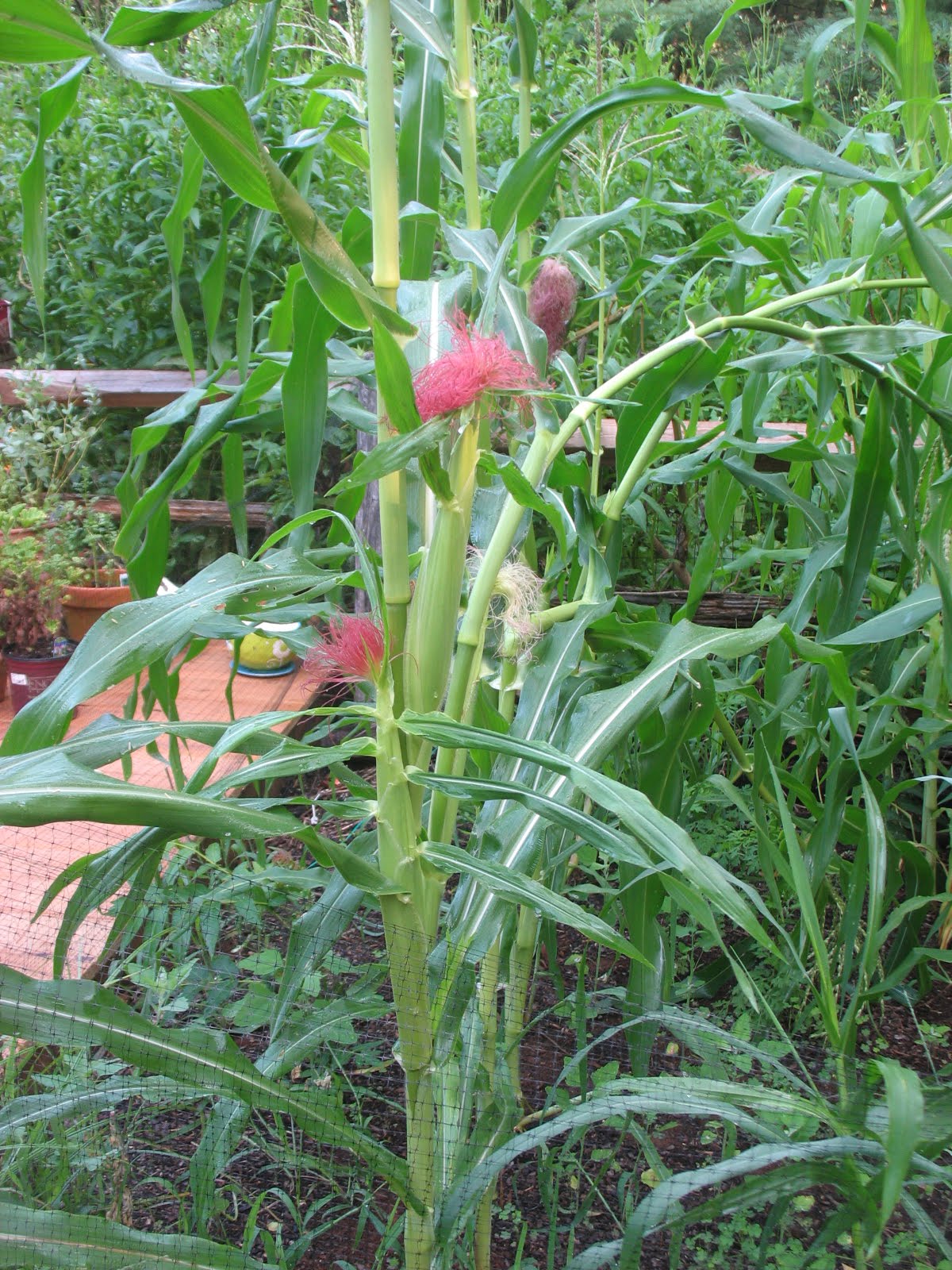 Life on Two Acres: Our Corn Patch