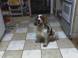 Ayudame a volver a casa: Cocker blanco con marrón ENCONTRADO en La ...