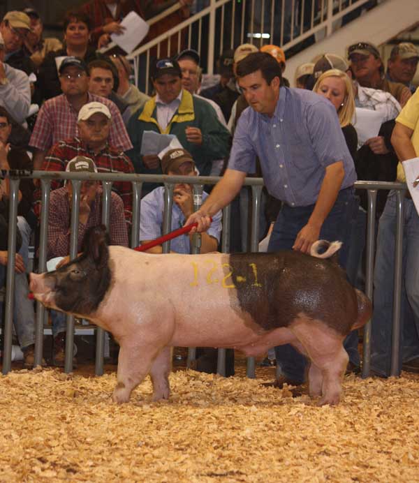 National Swine Registry: Fall Classic Crossbred Boar winners