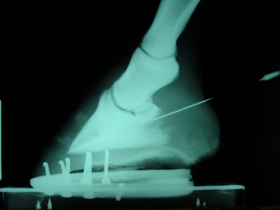 Equine Vet Blog: COW: Navicular Bursa Injection