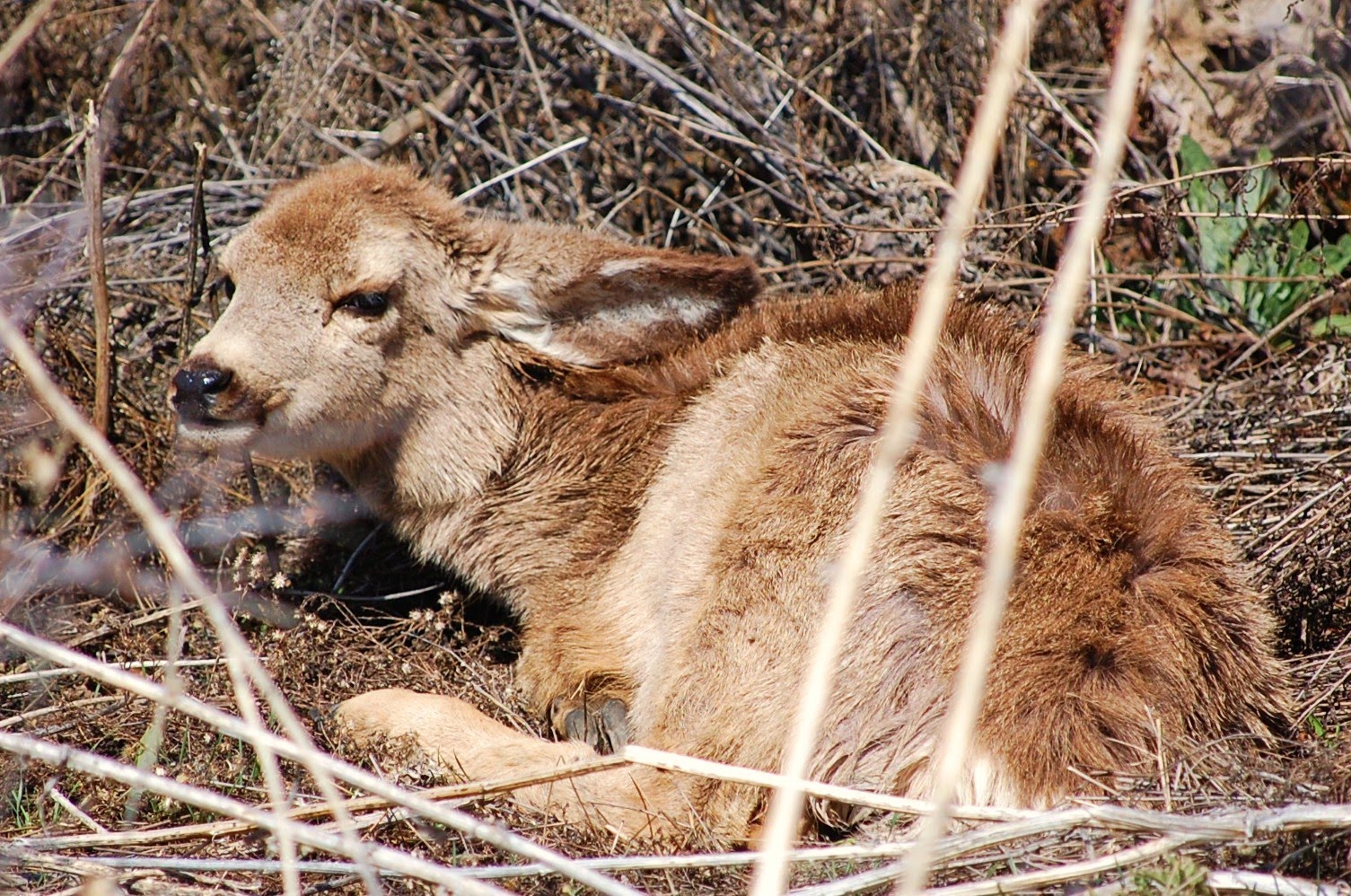 My Backyard: Elk Calf