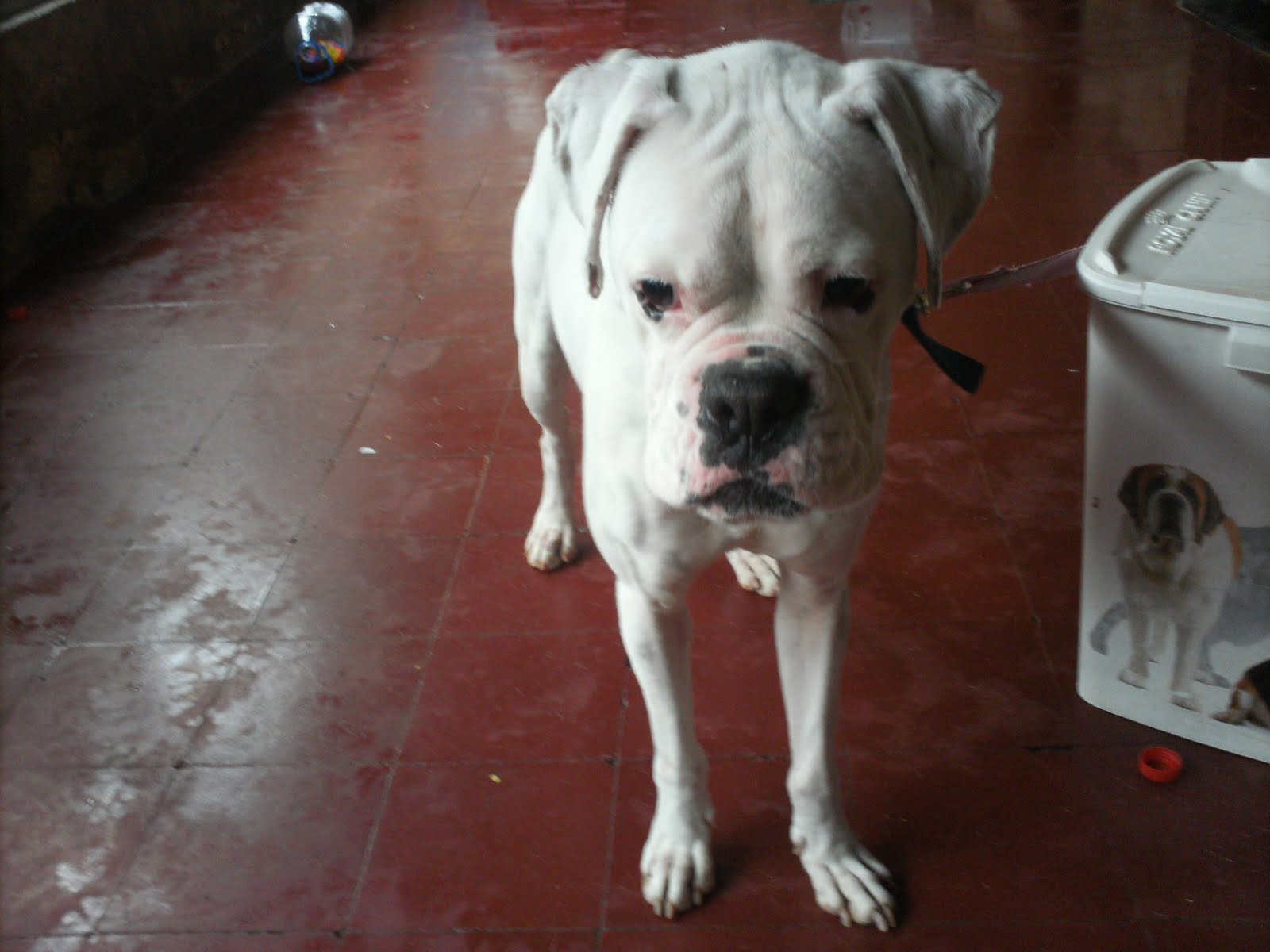 ZONA DE MASCOTAS: ADOPTADO!!! - Boxer Blanco buca a sus dueños