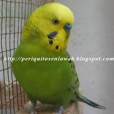 ¿Alguna vez han visto a un grupo de periquitos juntos en círculo como ...