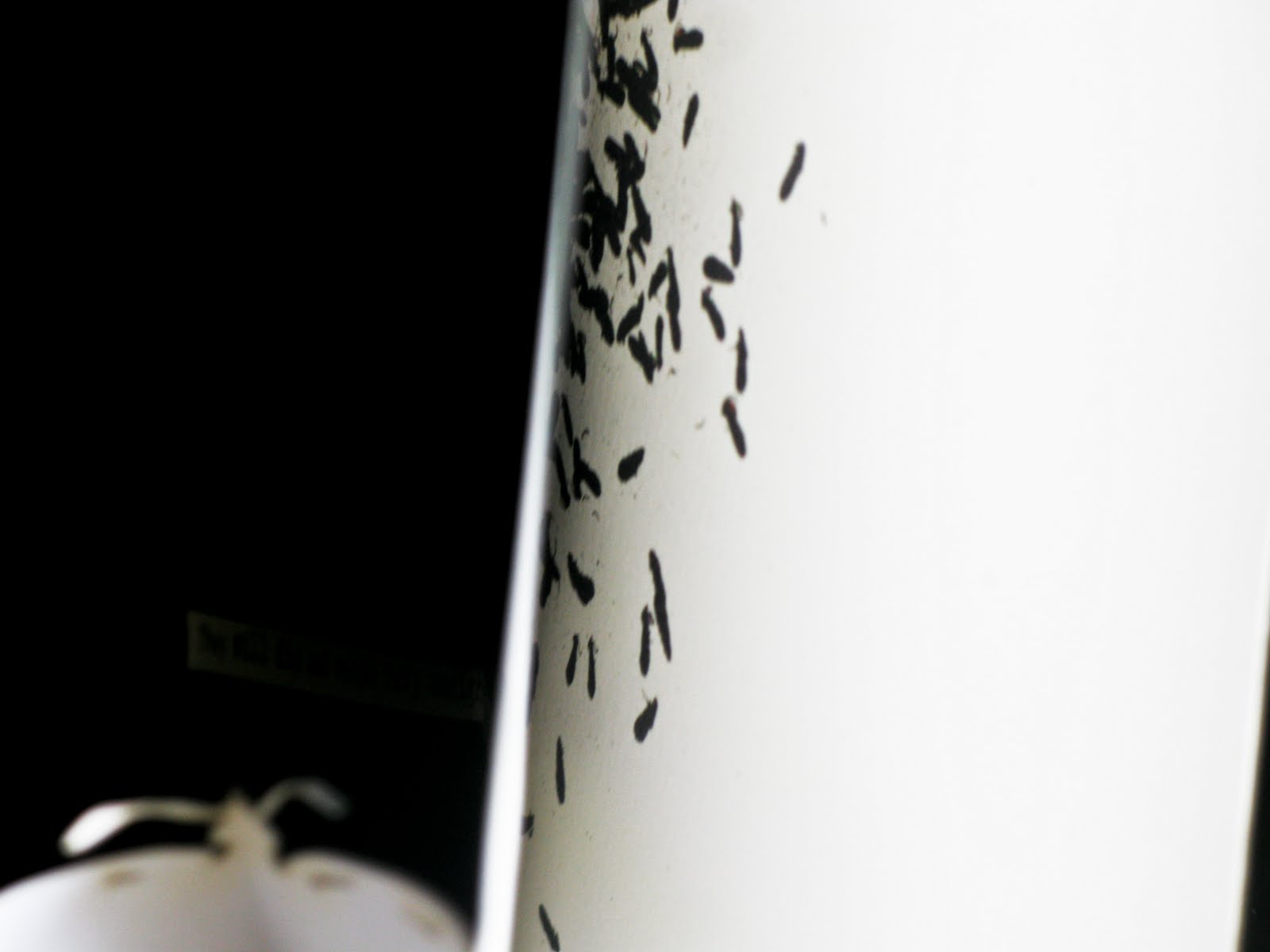 Egidija's Notebook: my work: Lepidopterophobia - fear of butterflies (1)