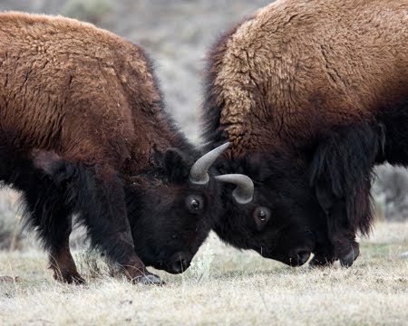 Ken Conger Photography: Yellowstone Bison