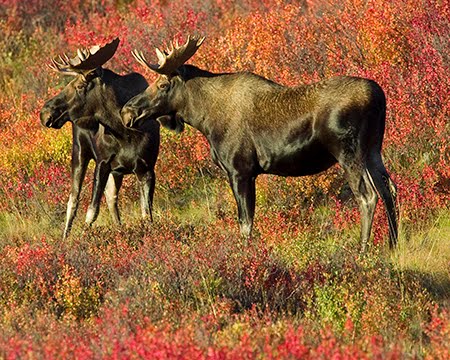 Ken Conger Photography: Denali - Moose