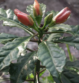 my life story.....................: POKOK DURI TUJUH