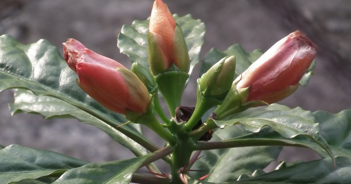 my life story.....................: POKOK DURI TUJUH