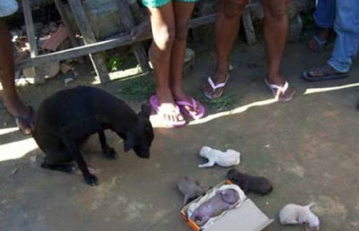 youth-webdigger: Dog gives birth to mutant creature that resembles ...