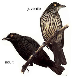 Durward Discussion: Four Collie Birds