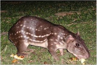 ANGELITO LOQUITO: MAJAZ, ZAMAÑO, (AGOUTI PACA)