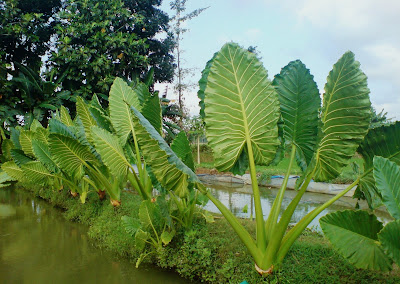 agen acemaxs surabaya: Manfaat Tanaman Talas (Lompong)