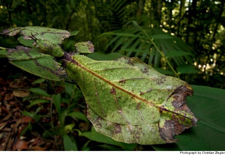Invertebrate Diaries: Phyllium giganteum