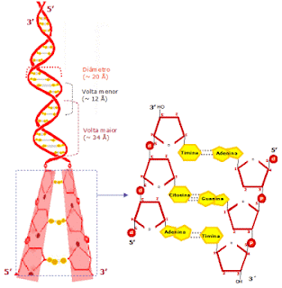 BIOTERRA: Estrutura do DNA