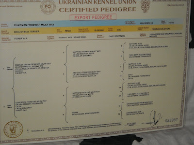 Beach Bull Terriers: Chairman UKC (Ukrain) and AKC and DNA papers