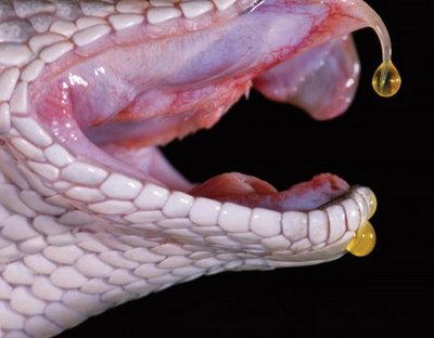 Sri Lanka Snakes: Classification of snakes on their venom toxicity